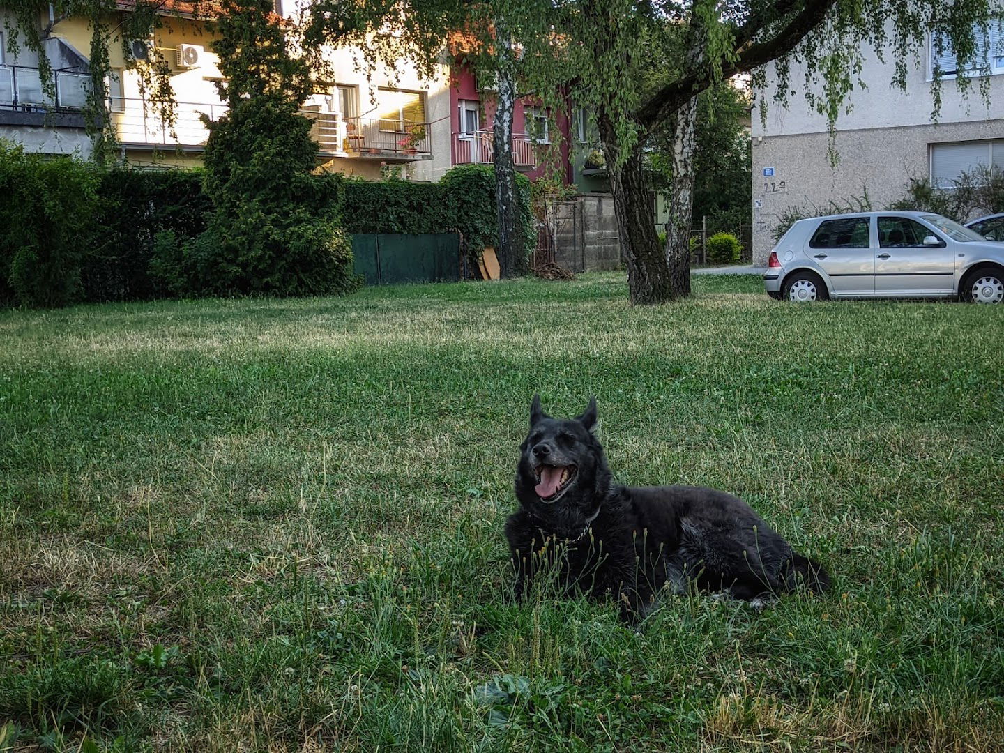 Park Za Pse - park za pse Zagreb mnenja | Moja storitev